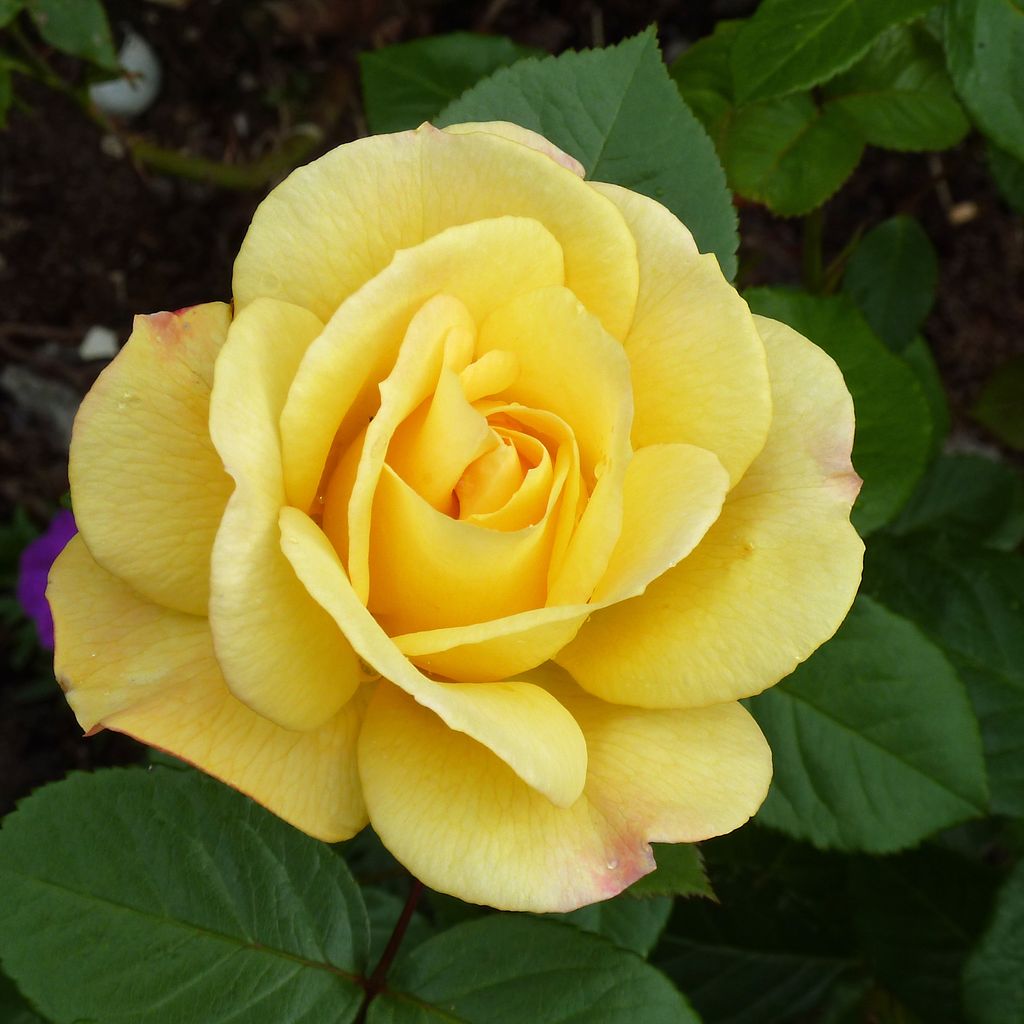 Arthur Bell – Three Gates Garden Centre and Nursery