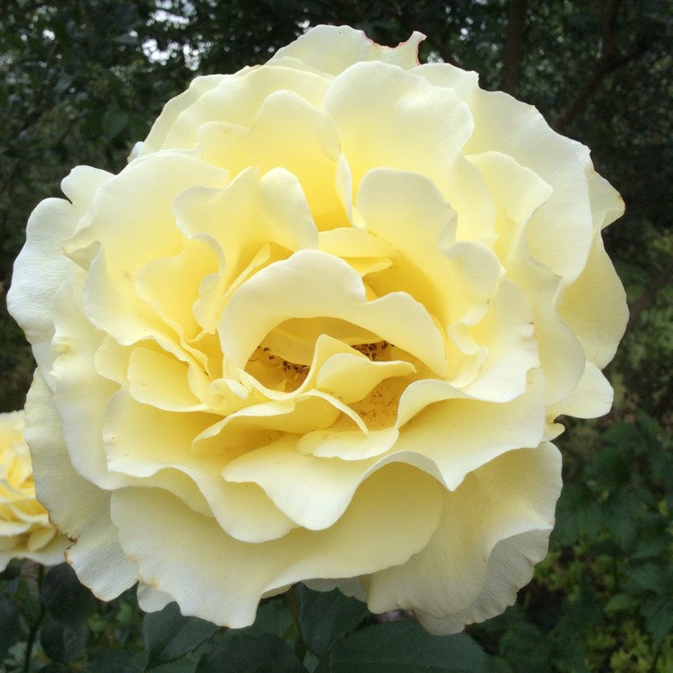 Elina – Three Gates Garden Centre and Nursery