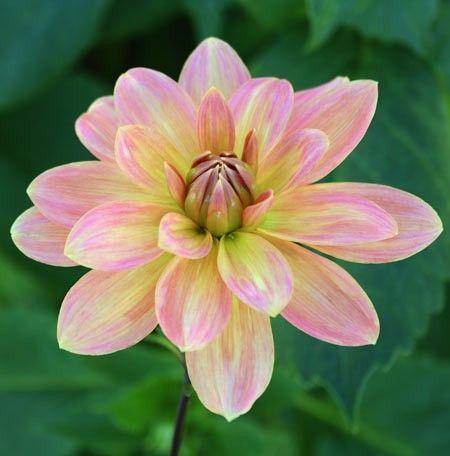 Pink dahlia. – Three Gates Garden Centre and Nursery