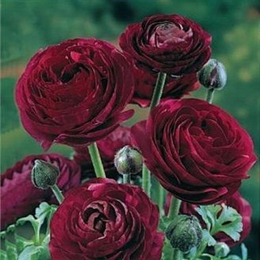 Ranunculus Pauline Violet (10 bulbs) – Three Gates Garden Centre and ...