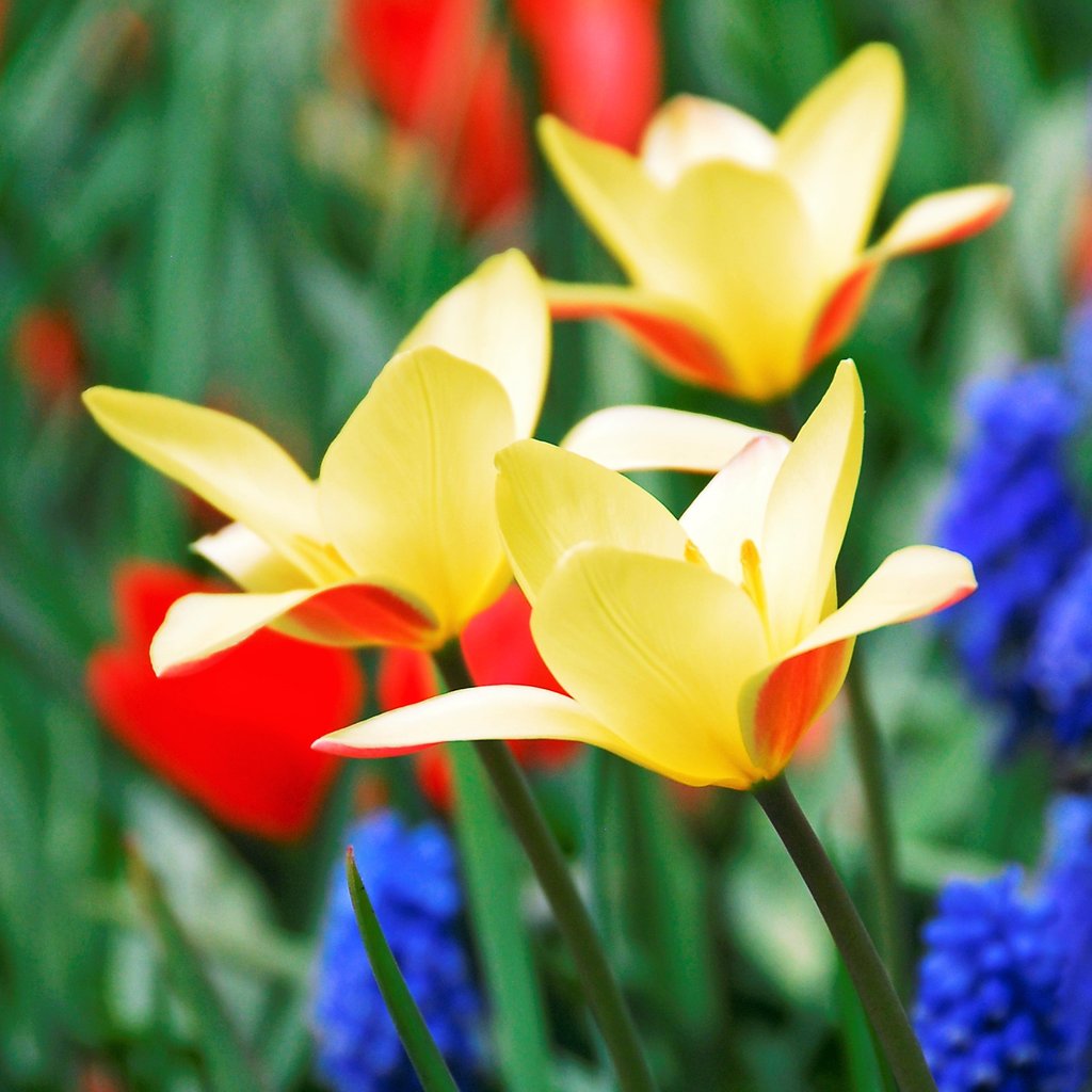 Tulip Clusiana Cynthia (10 bulbs) – Three Gates Garden Centre and Nursery